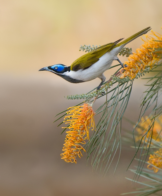 Australian Birds - WildLight Photography