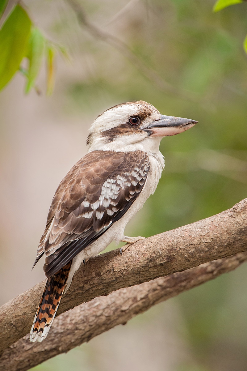 Australian Birds - WildLight Photography