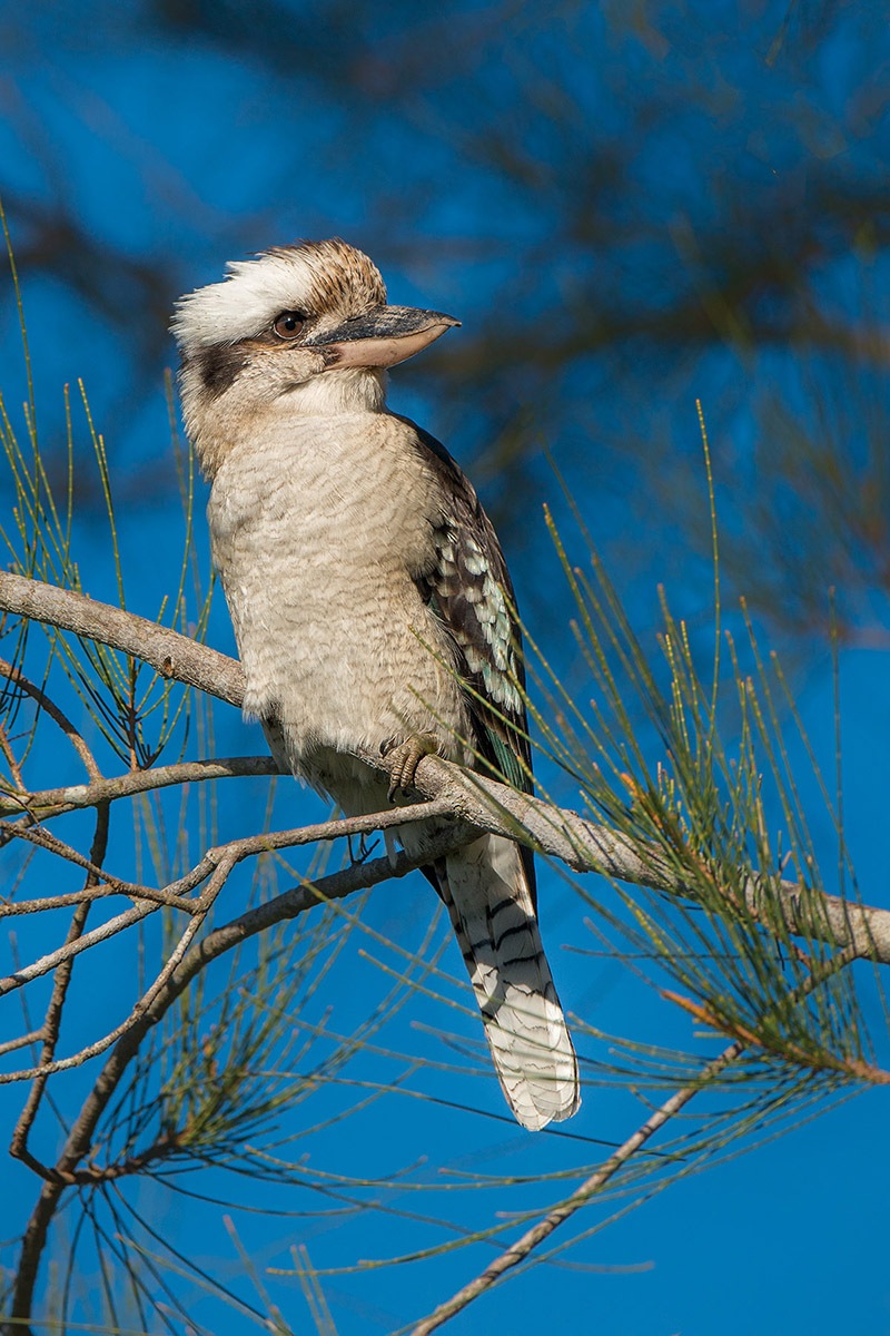 Australian Birds - WildLight Photography