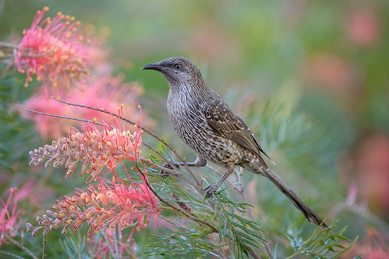 Australian Birds - WildLight Photography