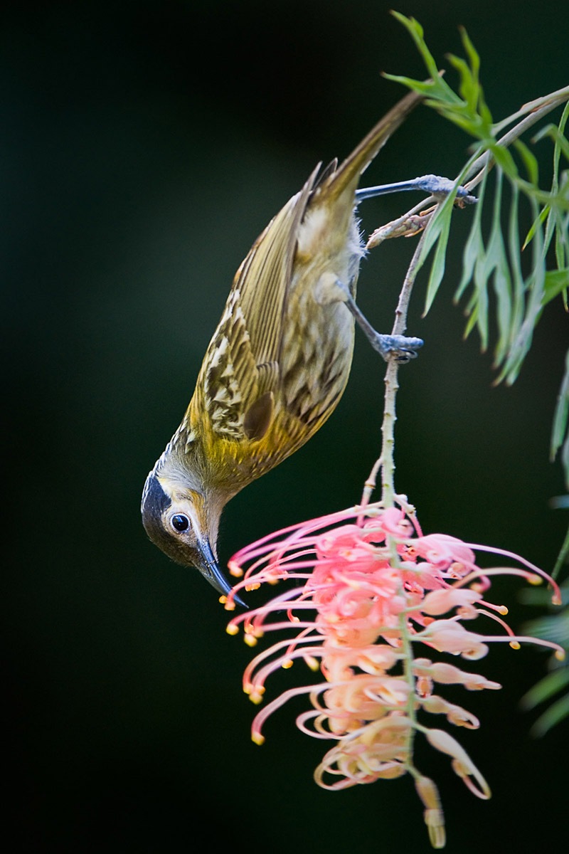 Australian Birds - WildLight Photography