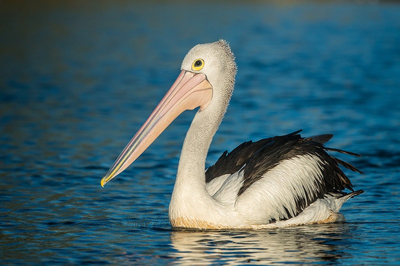Australian Birds - WildLight Photography