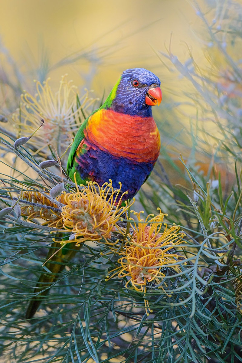 Australian Birds - WildLight Photography
