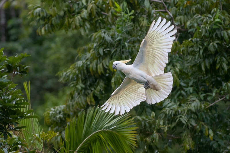 Australian Birds - WildLight Photography