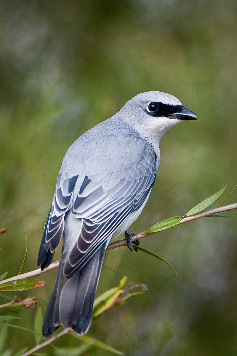 Australian Birds - WildLight Photography