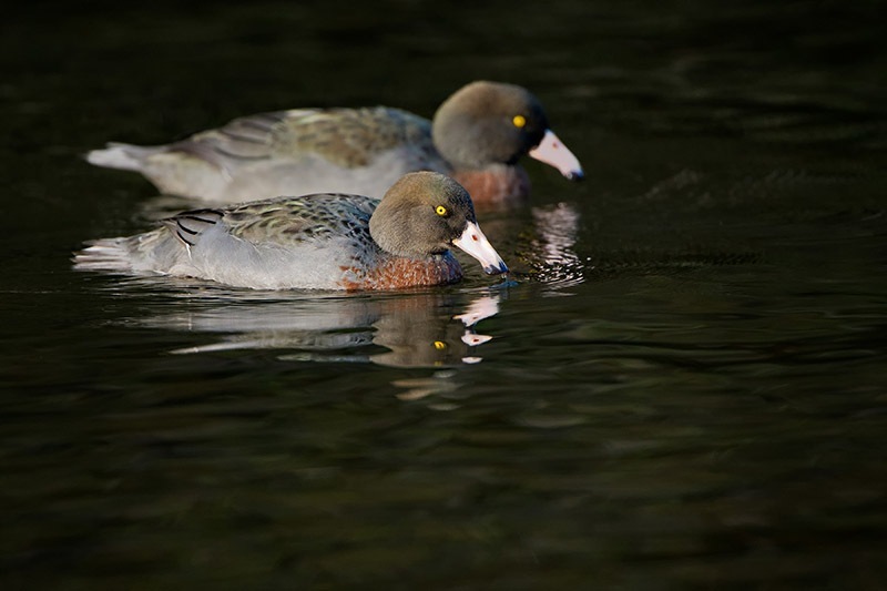 NZ Birds - WildLight Photography