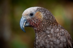 NZ Birds - WildLight Photography