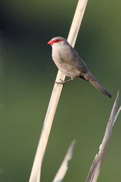 South African Birds - WildLight Photography