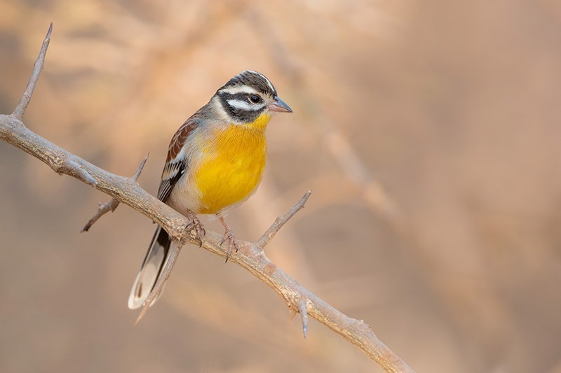 South African Birds - WildLight Photography