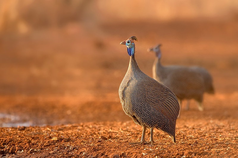 South African Birds - WildLight Photography