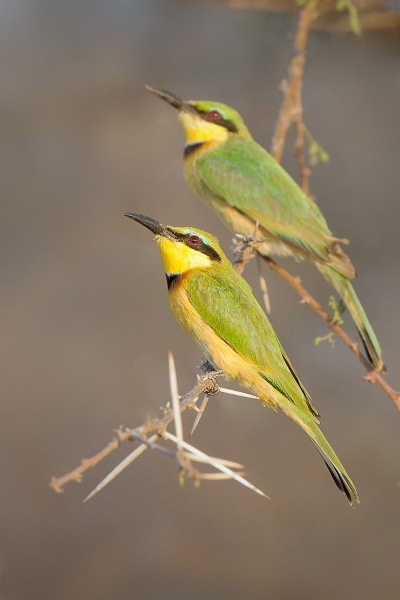 South African Birds - WildLight Photography