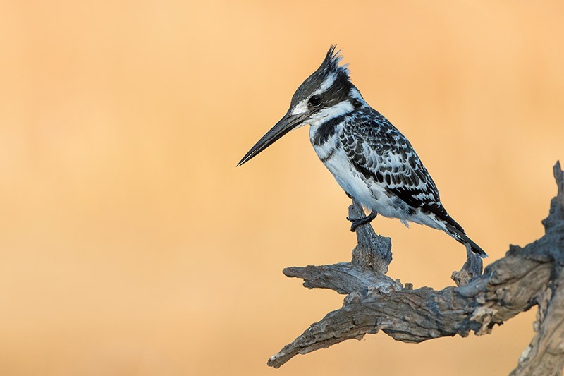 South African Birds - WildLight Photography