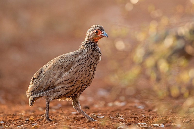 South African Birds - WildLight Photography