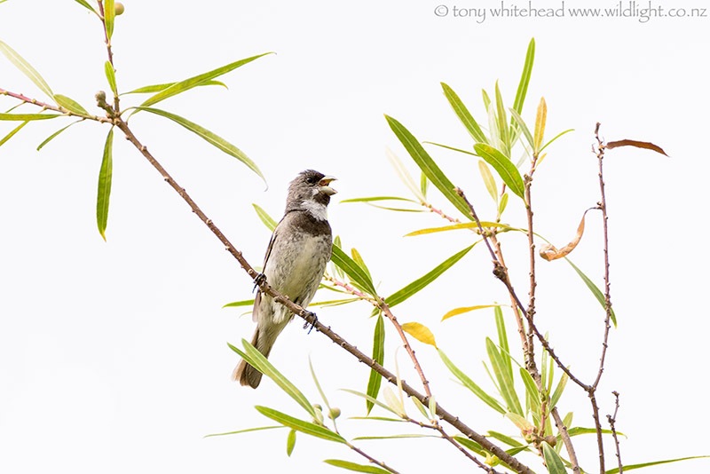 South American Birds - WildLight Photography