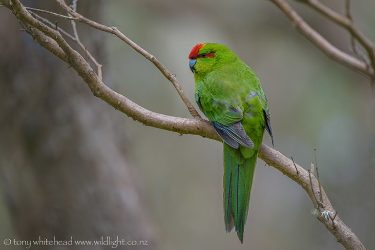 Enderby Island - Southern Rata Forest - WildLight Photography