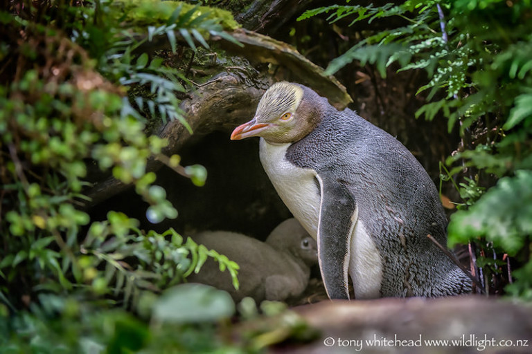 Enderby Island - Southern Rata Forest - WildLight Photography