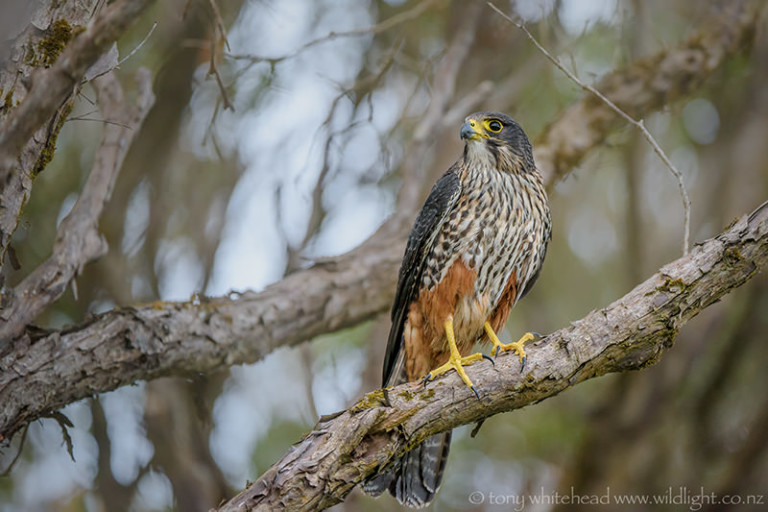 Backyard Bird Hide - Off Camera Flash - WildLight Photography