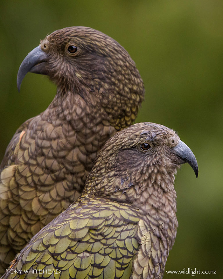 Kea