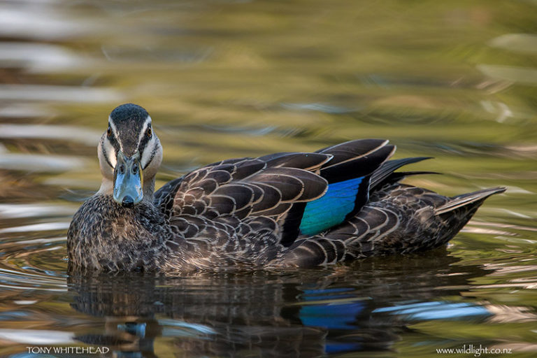 How reliable is speculum colour for duck identification? - WildLight ...