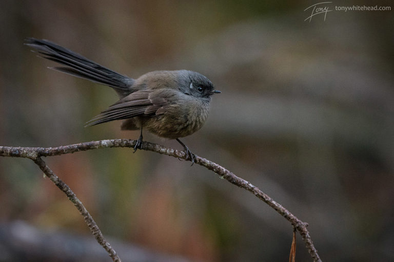 Black Fantail - WildLight Photography