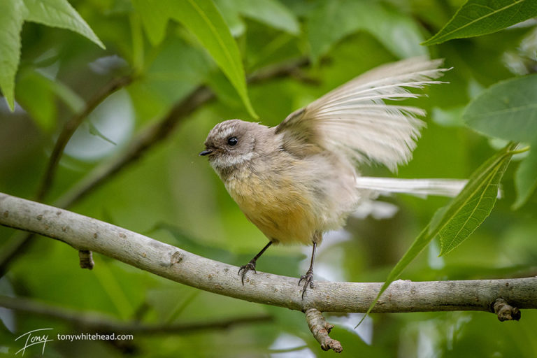 Leucistic Birds - WildLight Photography