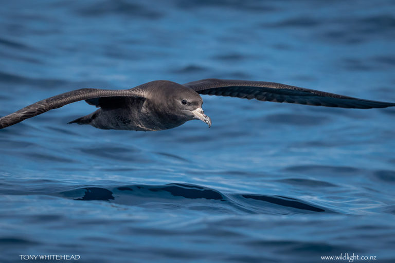 Flesh-footed Shearwater - WildLight Photography