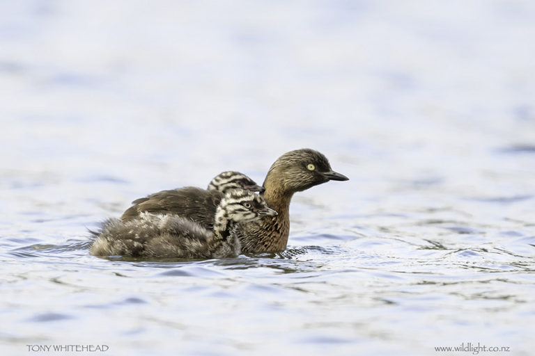 Okareka photowalk - WildLight Photography