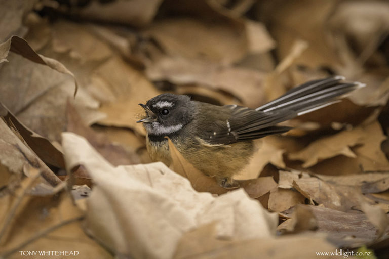 A Feast of Fantails - WildLight Photography