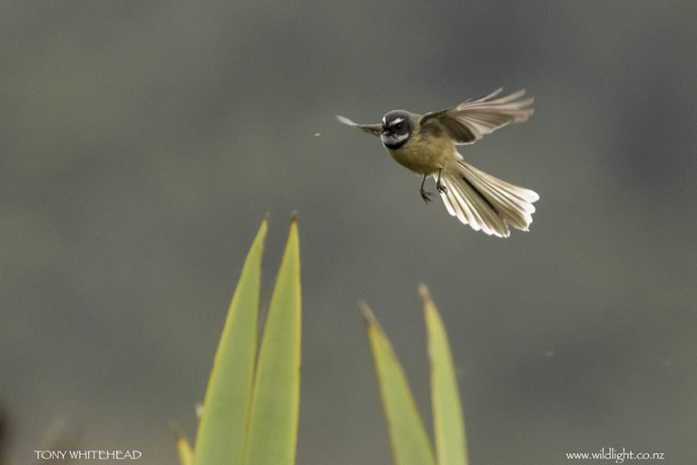 A Feast of Fantails - WildLight Photography