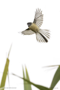 A Feast of Fantails - WildLight Photography