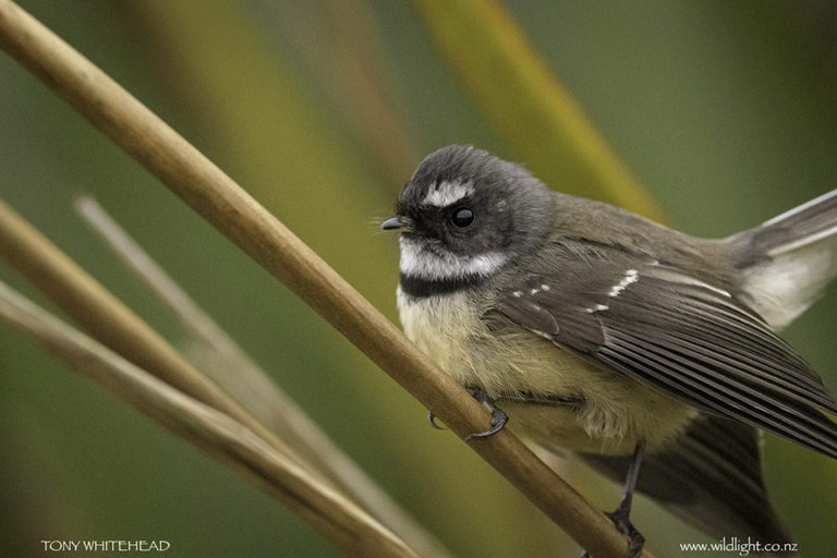 A Feast of Fantails - WildLight Photography