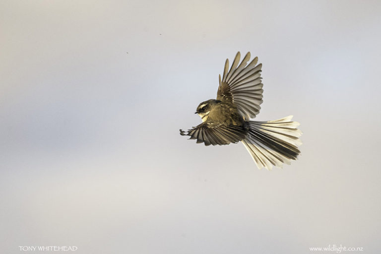 A Feast of Fantails - WildLight Photography