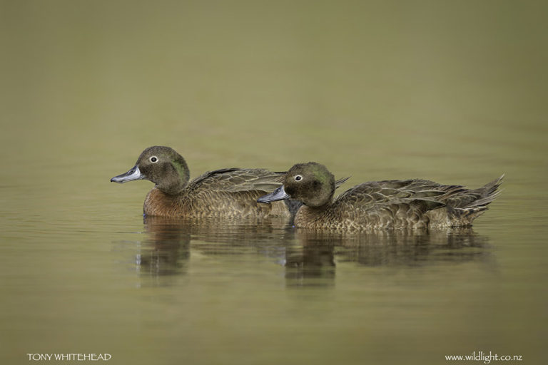Brown Teal/Pateke - WildLight Photography