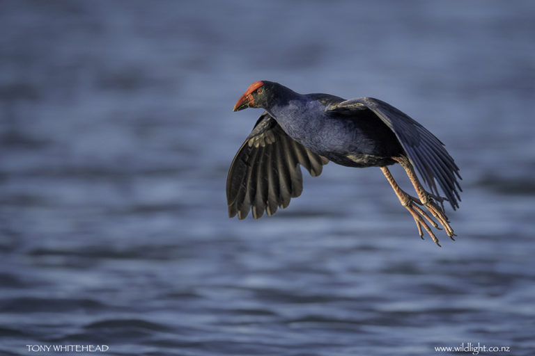 Nikon D850 or D500 for Bird Photography - WildLight Photography
