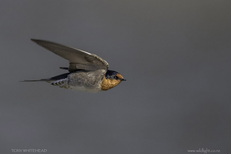 Photographing Swallows in Flight - WildLight Photography