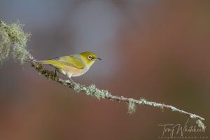 Backyard Bird Hide - Off Camera Flash - WildLight Photography