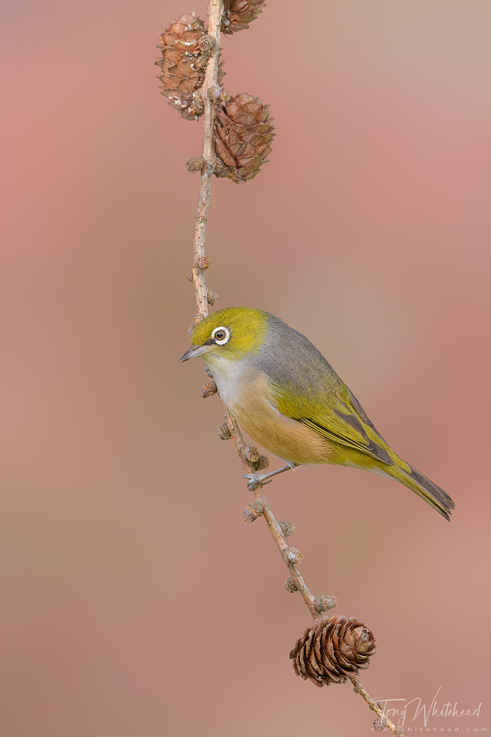 Backyard Bird Hide - Multiple Remote Flash - WildLight Photography