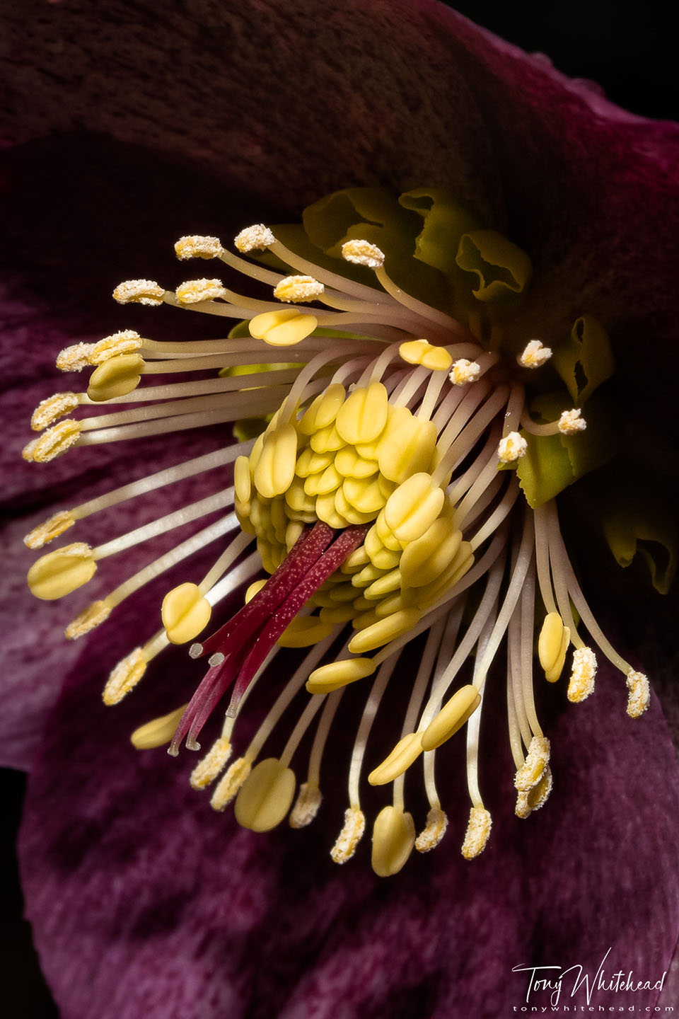 DIY Macro Flash Modifier - WildLight Photography