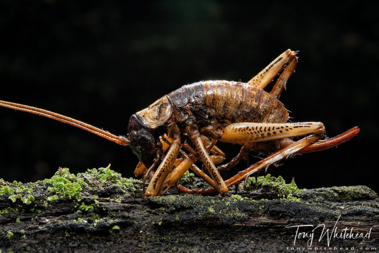 DIY Macro Flash Modifier - WildLight Photography