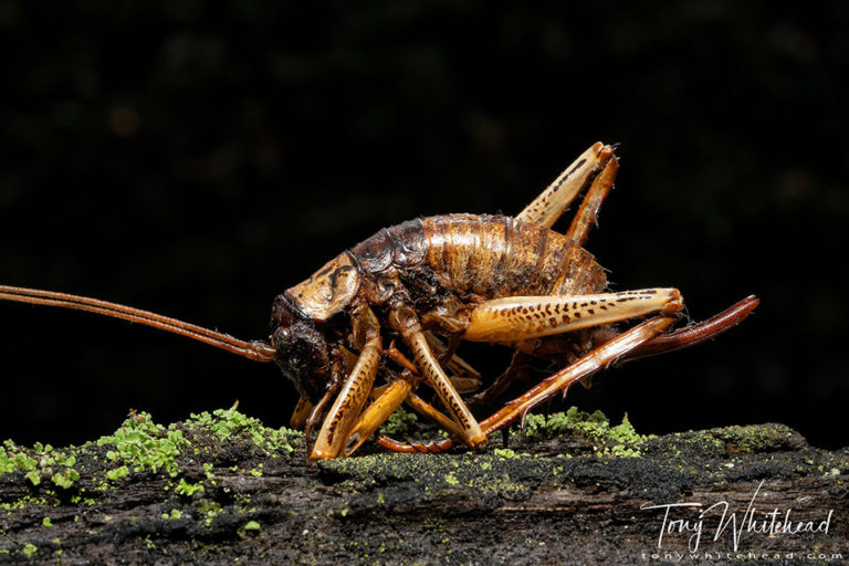 DIY Macro Flash Modifier - WildLight Photography