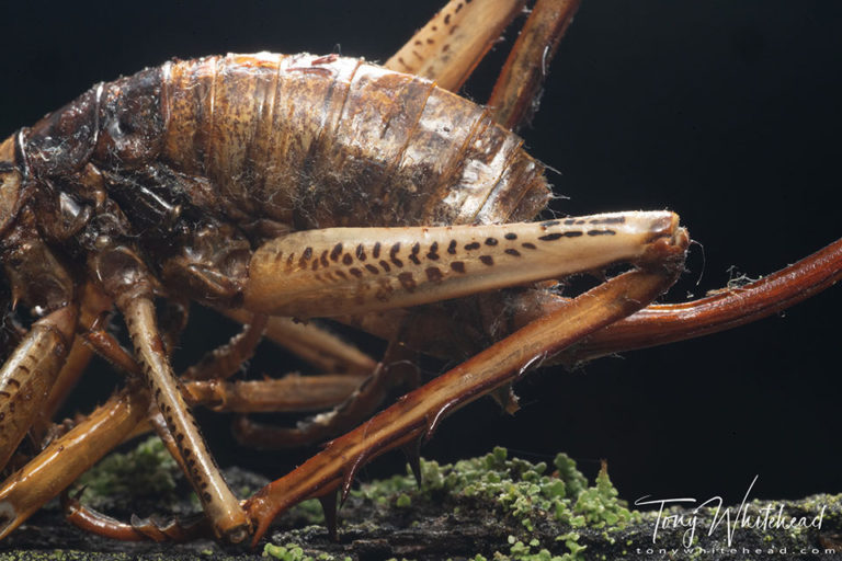 DIY Macro Flash Modifier - WildLight Photography