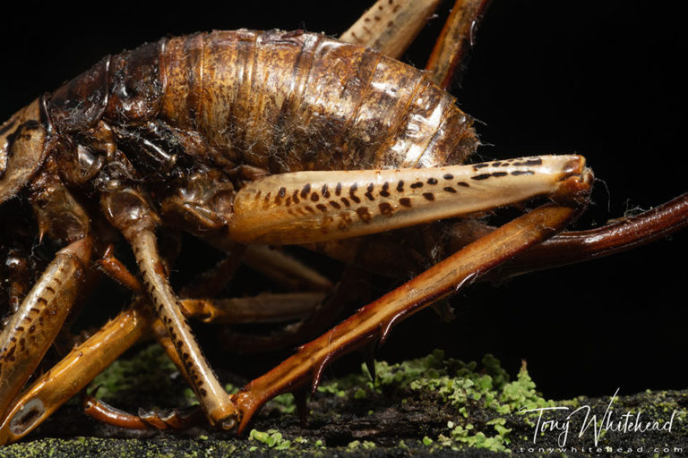 DIY Macro Flash Modifier - WildLight Photography