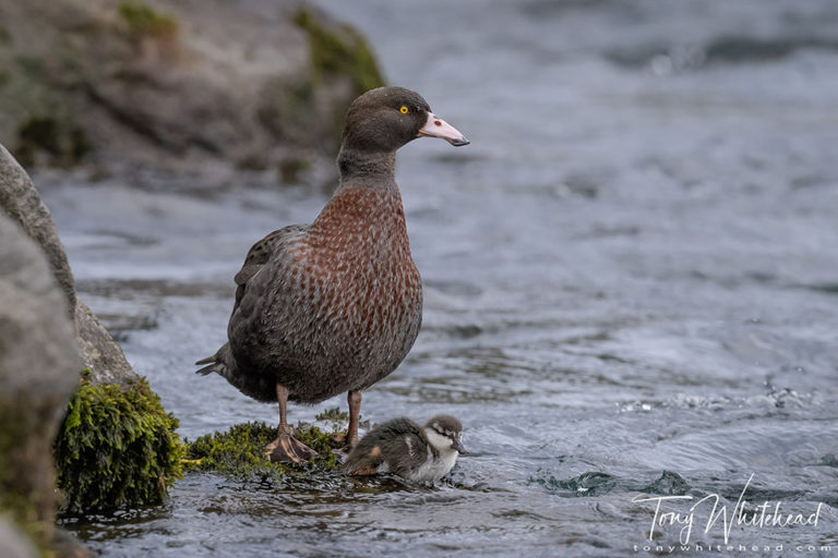Blue Ducklings - WildLight Photography