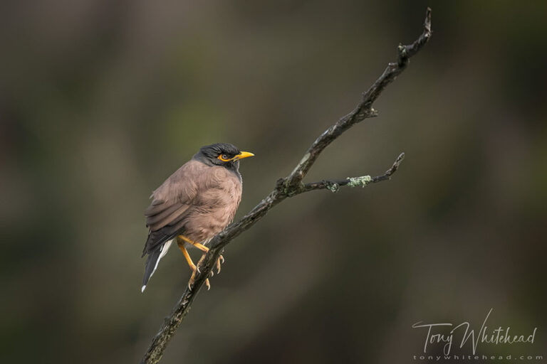 A Walk in the Park - Onepoto Domain - WildLight Photography