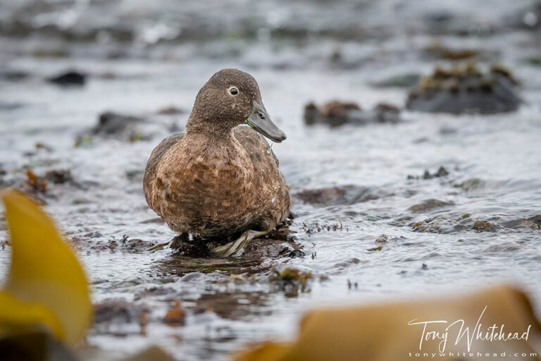 Auckland Island Teal Revisited - WildLight Photography