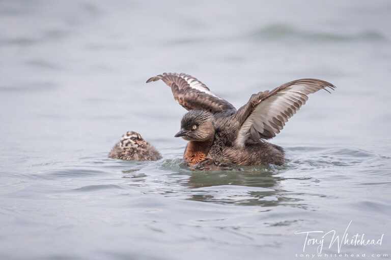 New Zealand Dabchick / weweia - WildLight Photography