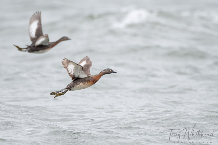 Dabchicks in Flight - WildLight Photography