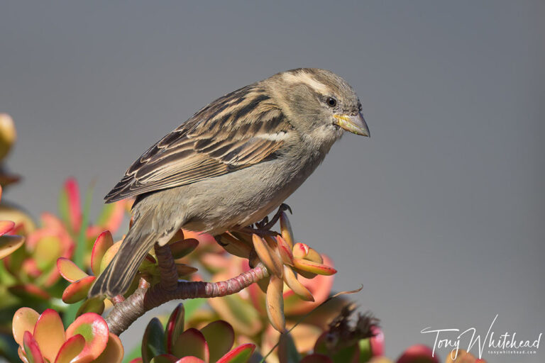 For the Love of Sparrows - WildLight Photography