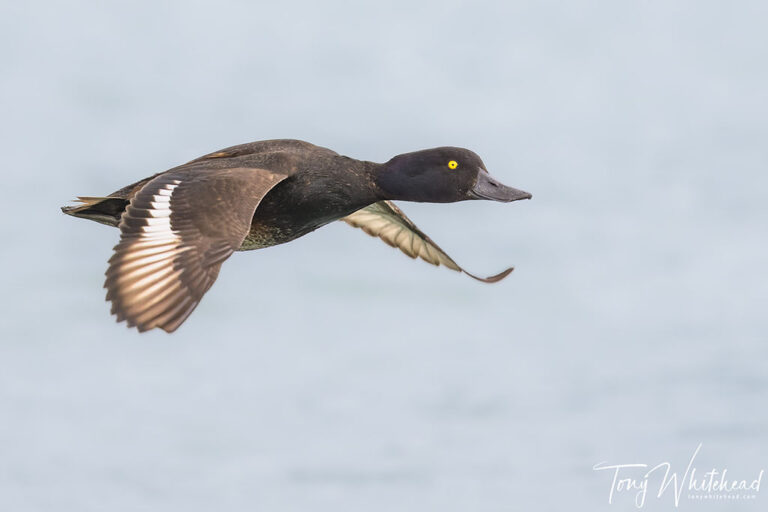 Is An Angled Away Bird in Flight An Automatic Fail? - WildLight Photography