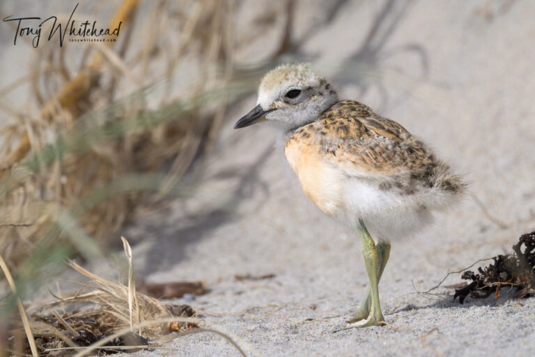 NZ Dotterels - A Different Experience - WildLight Photography